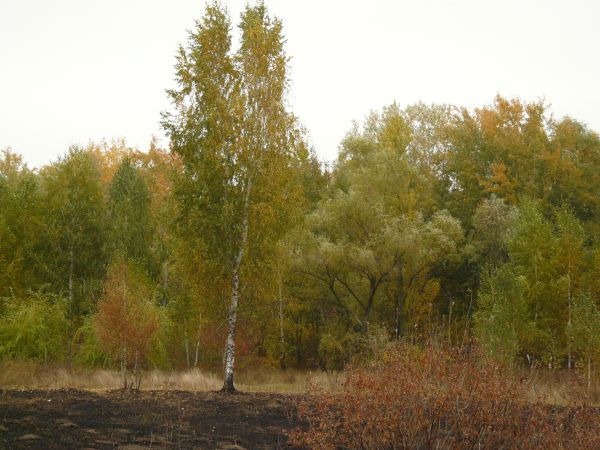 forest side view texture 0007 - Texturelib